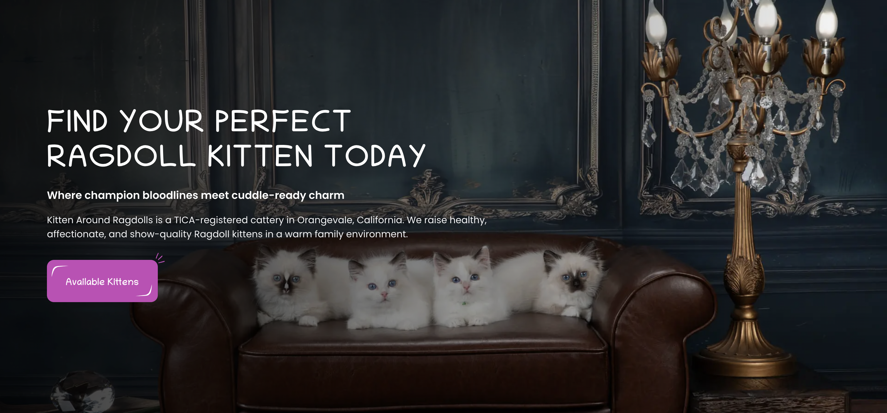 How Much Does a Ragdoll Kitten Cost? What You’re Really Paying For ...